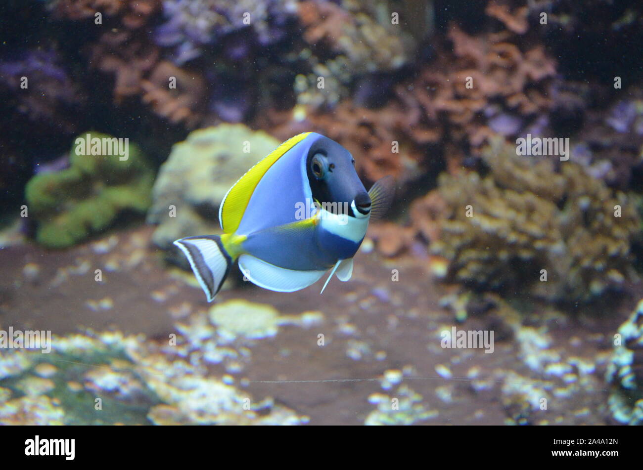 Tropical fish in aquarium Stock Photo - Alamy