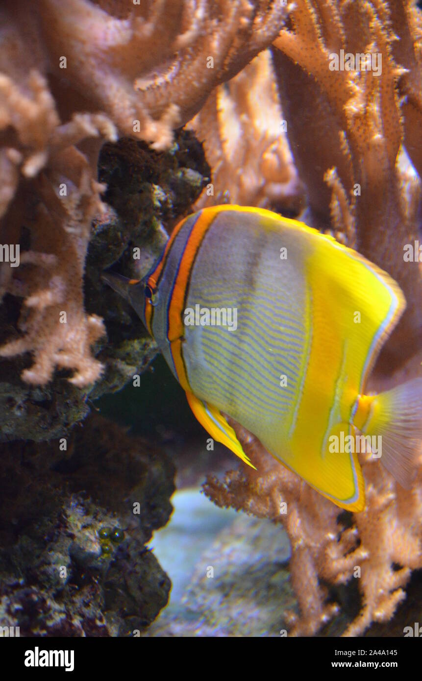Copperband butterflyfish (Chelmon rostratus Stock Photo - Alamy