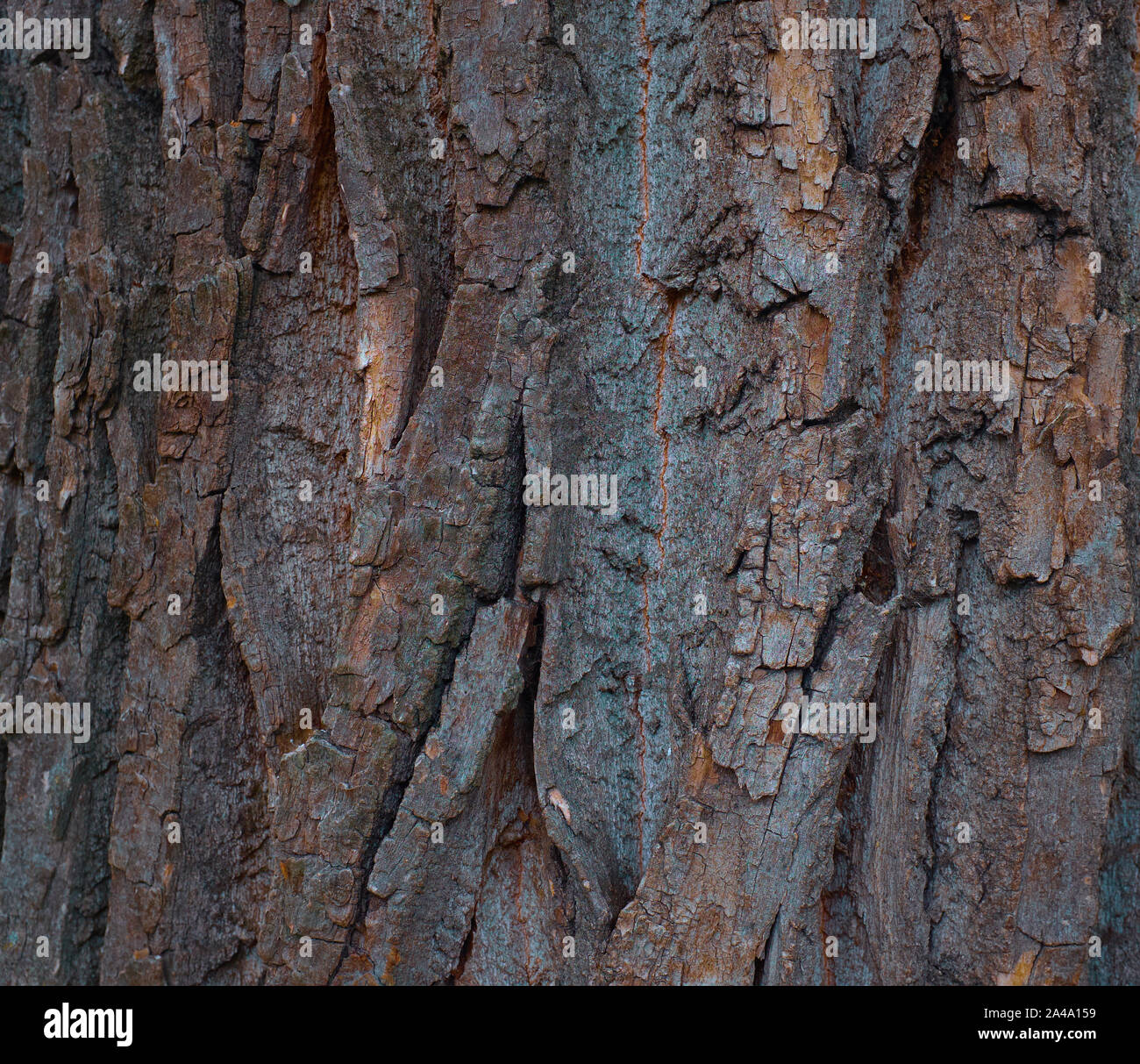 A very old tree bark texture on a big tree Stock Photo - Alamy