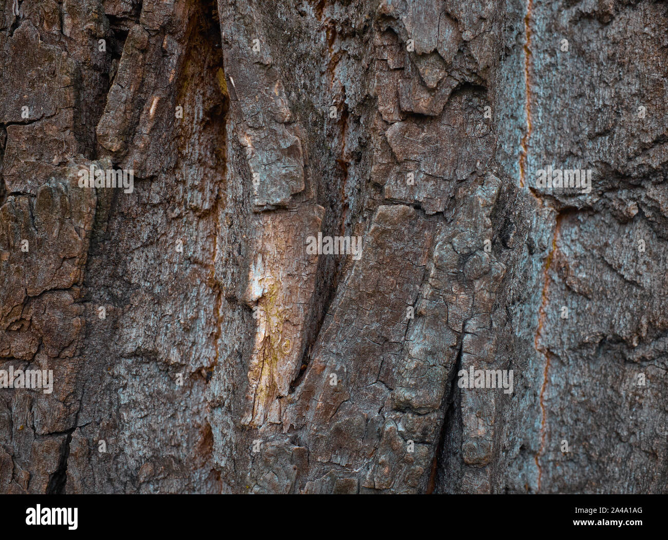 A very old tree bark texture on a big tree Stock Photo - Alamy