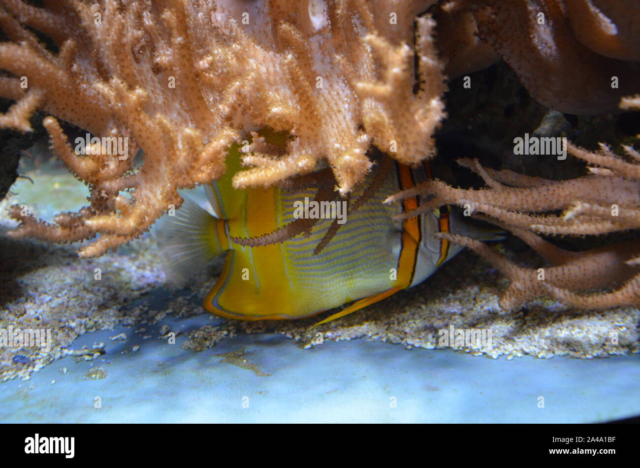 Copperband butterflyfish (Chelmon rostratus Stock Photo - Alamy