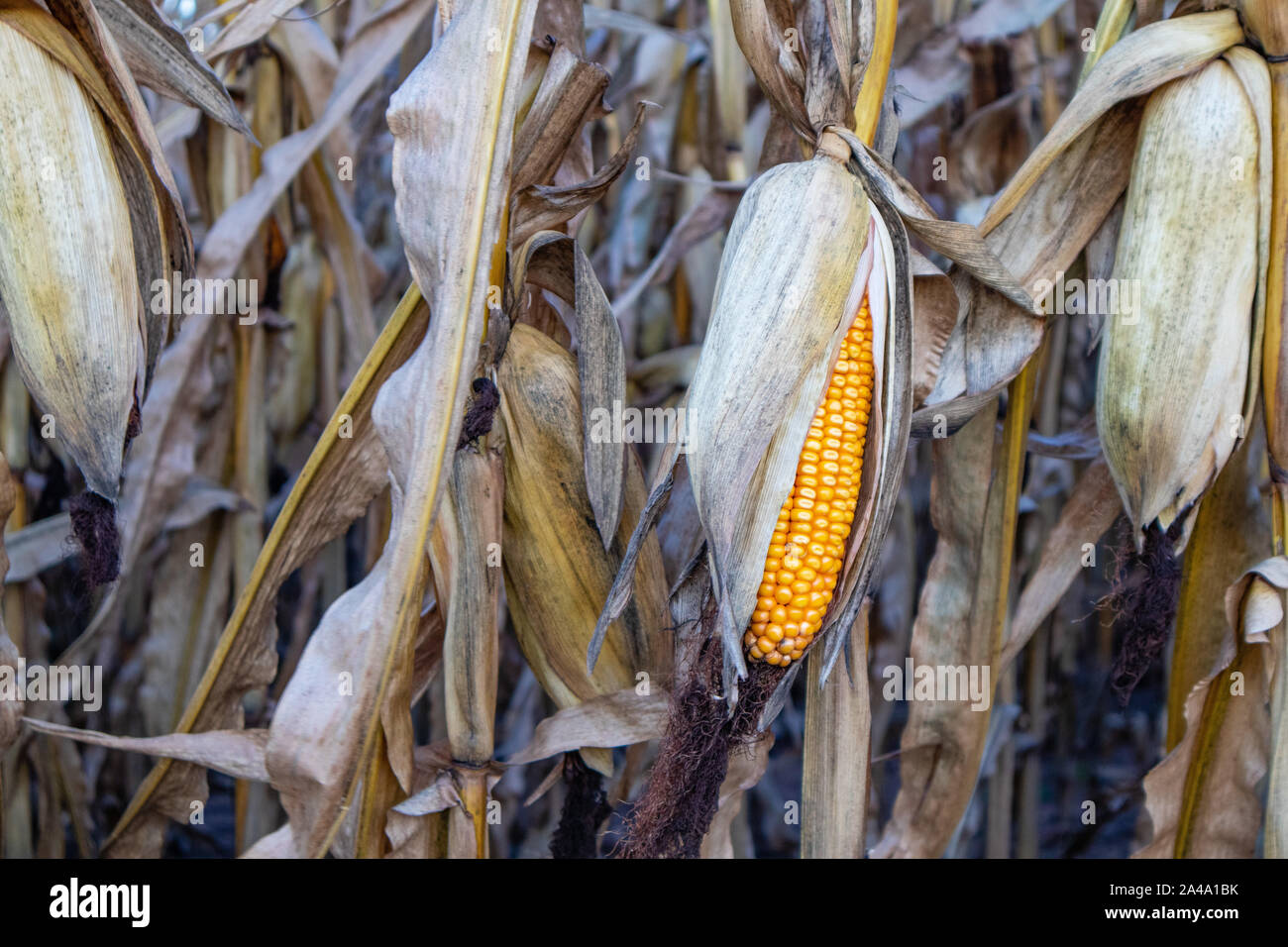 Wisconsin field corn ready for harvest in October Stock Photo - Alamy