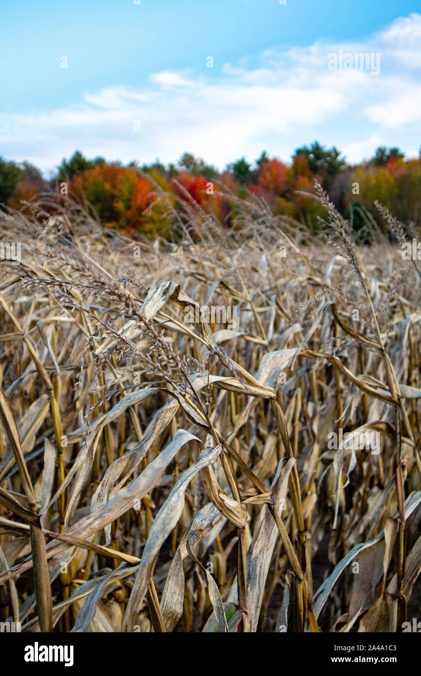 Wisconsin cornfield ready to harvest with colorful trees in the ...