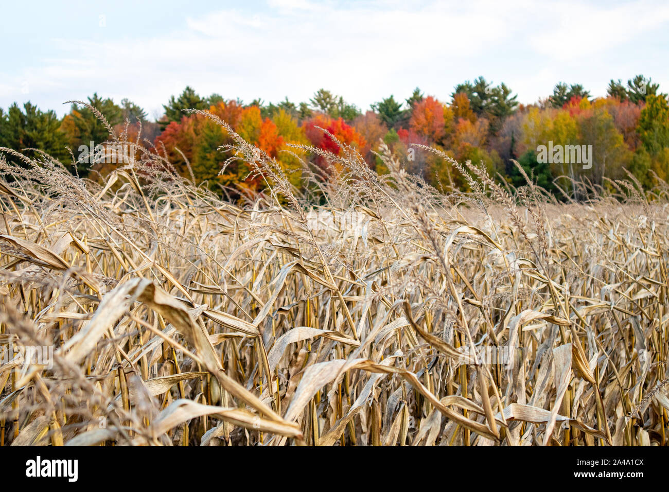 Fresh corn cob on tree hi-res stock photography and images - Alamy
