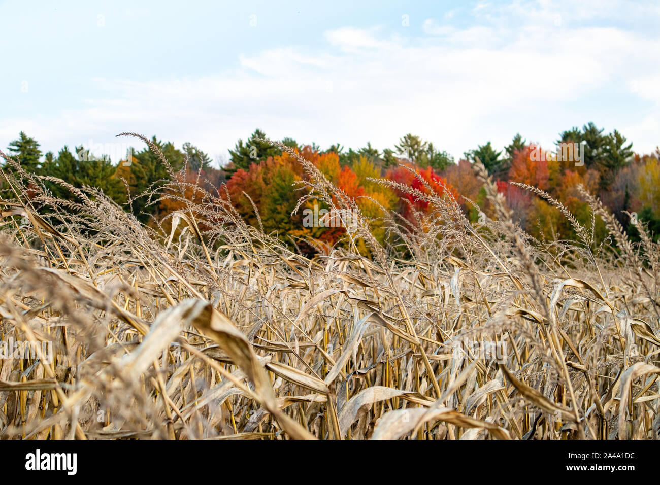 Wisconsin cornfield ready to harvest with colorful trees in the ...