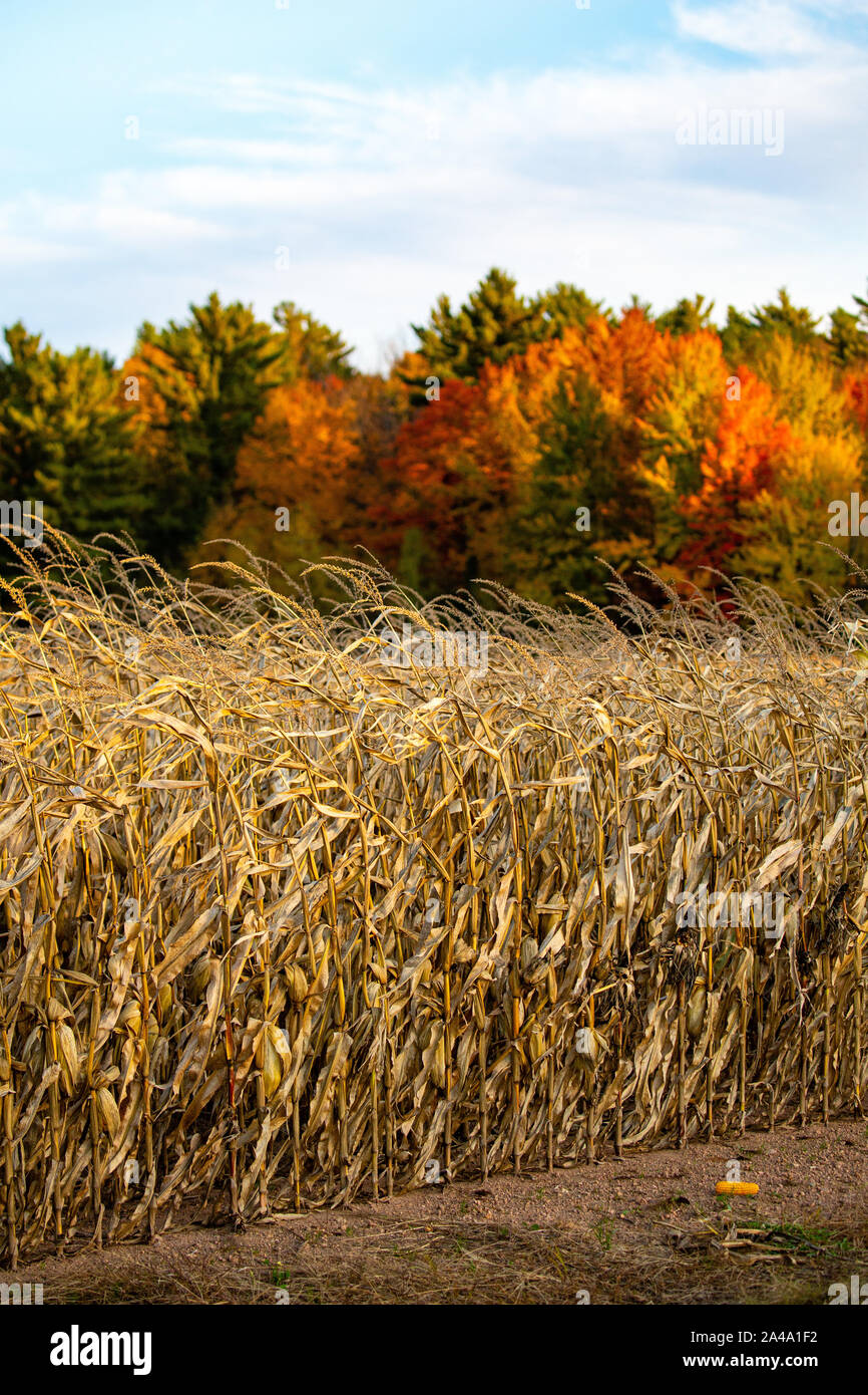 Wisconsin cornfield ready to harvest with colorful trees in the ...