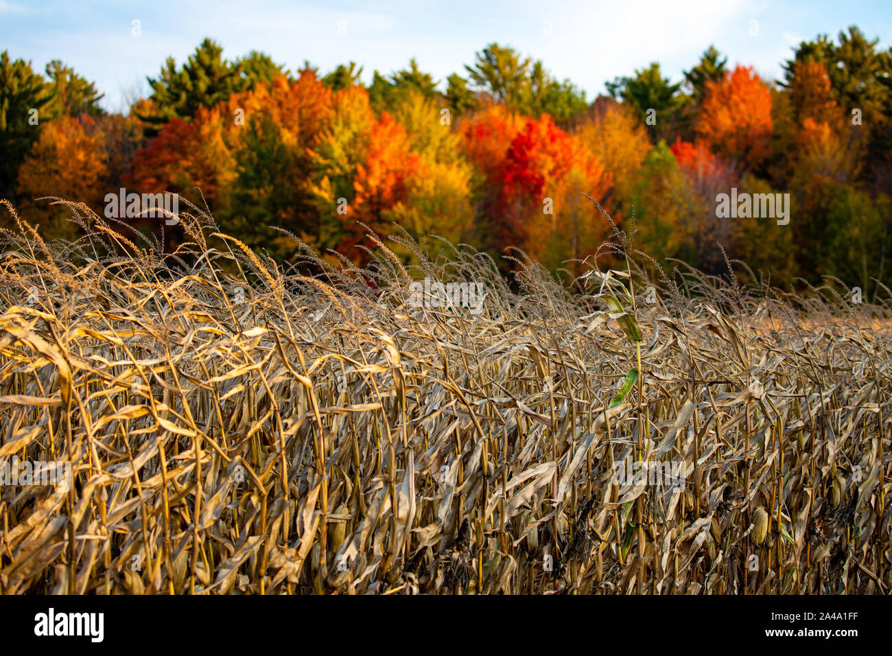 Wisconsin cornfield ready to harvest with colorful trees in the ...