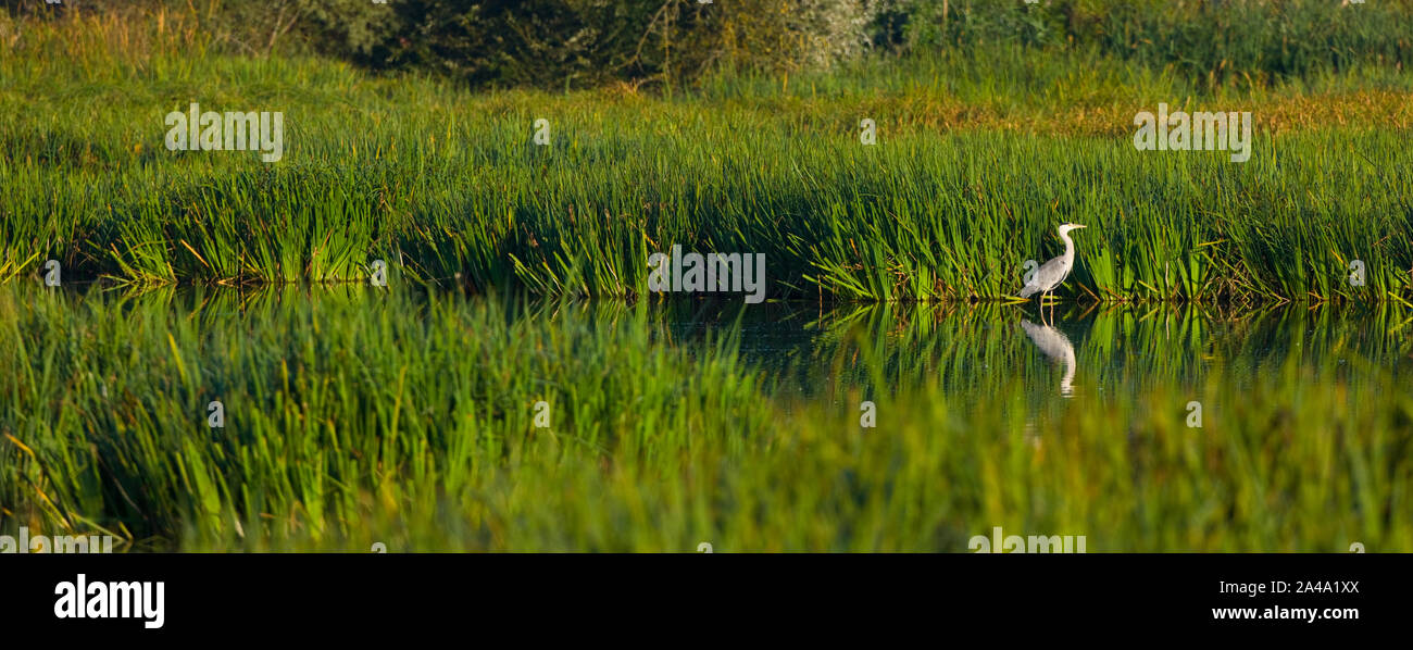 Garza real hi-res stock photography and images - Alamy