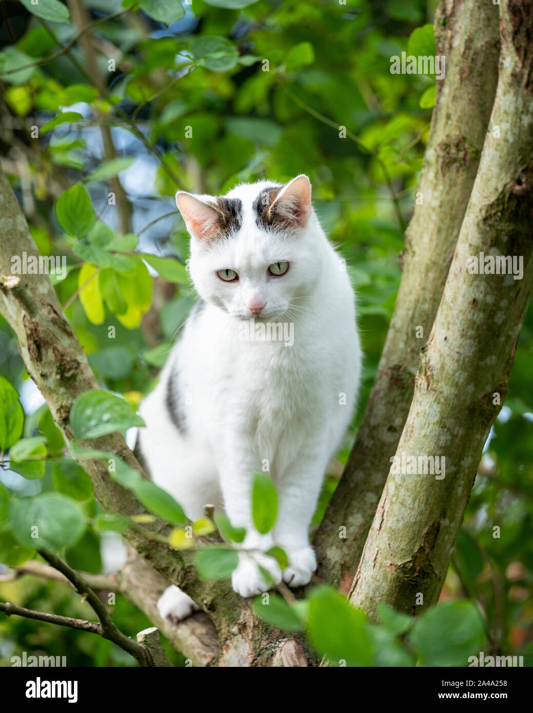 Cat in apple tree hi-res stock photography and images - Alamy