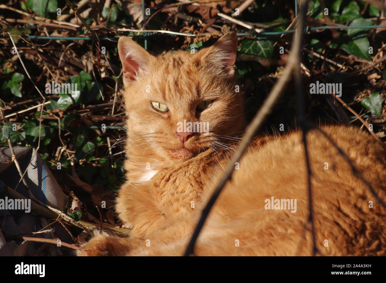 Elderly kitty hi-res stock photography and images - Alamy
