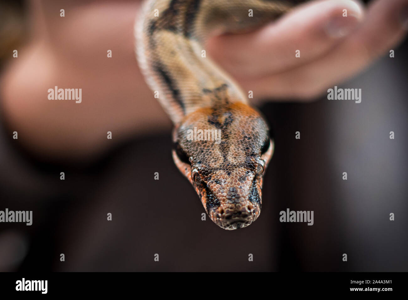 Red Tail Boa Head Stock Photo - Alamy