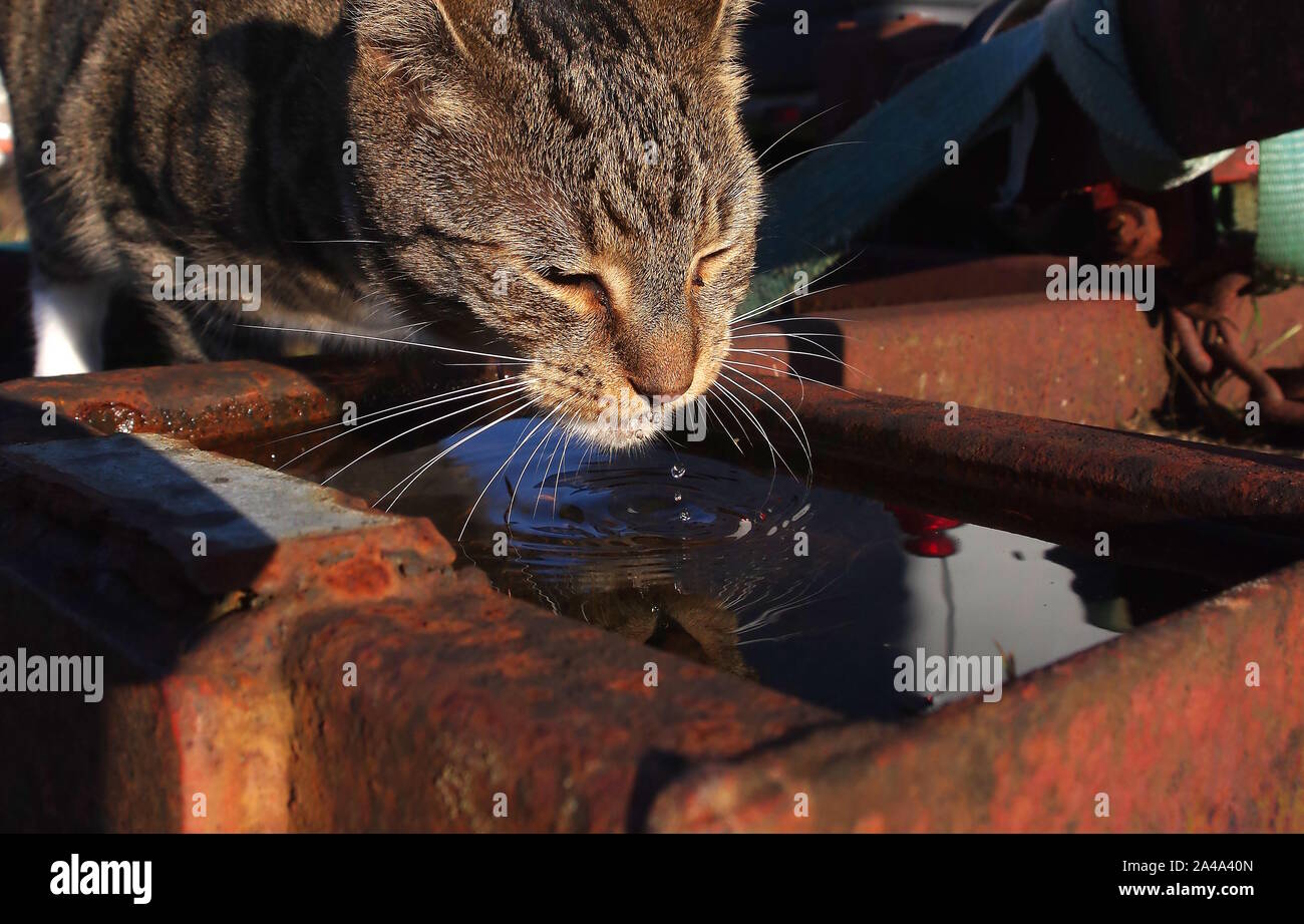 Cat drinking water from puddle hi-res stock photography and images - Alamy