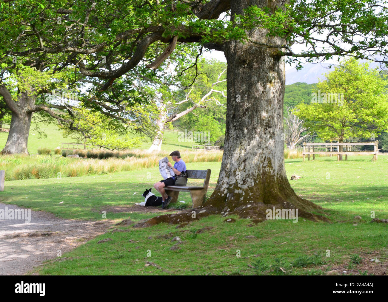 Reading under a tree hi-res stock photography and images - Alamy