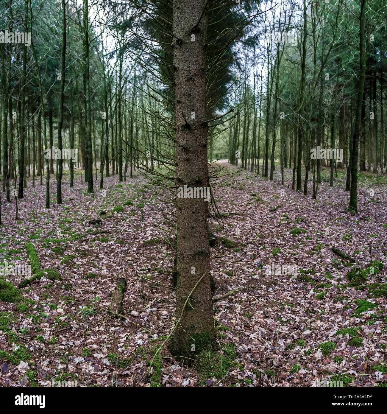 Alternating oak leaf hi-res stock photography and images - Alamy