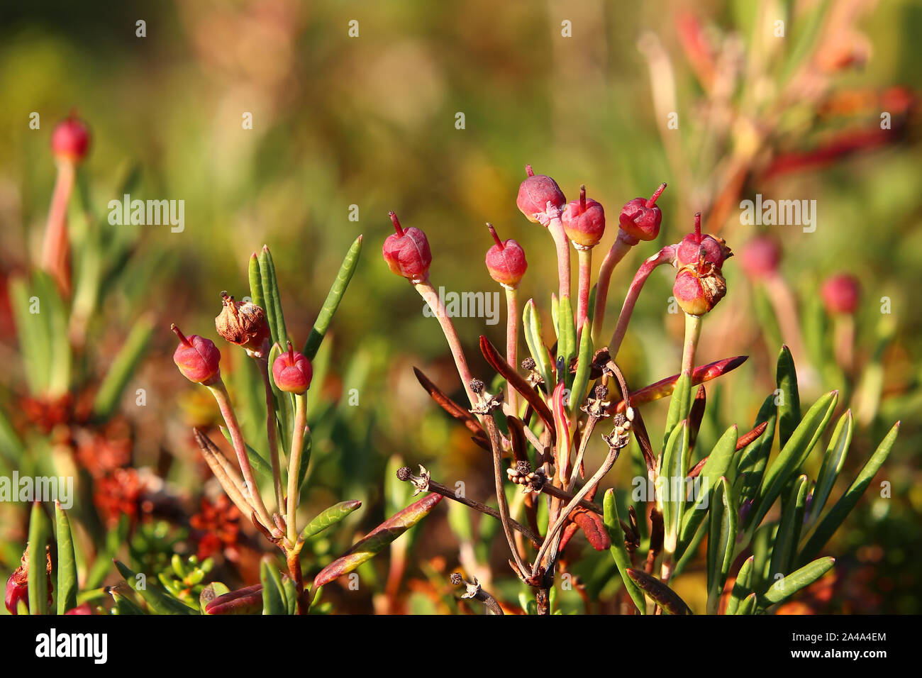 Andromeda polifolia, the bog-rosemary, with red fruits Stock Photo - Alamy