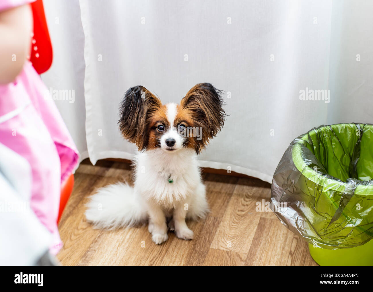 Ears Papillon Dog Wallpaper