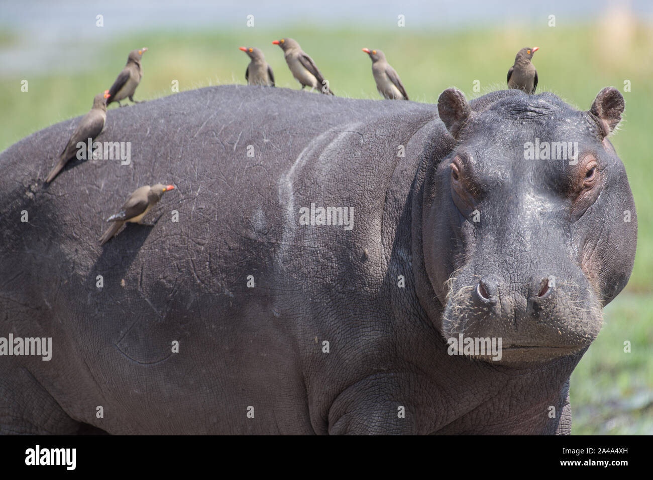 Curious hippo (hippopotamus) covered with yellow billed ox peckrs in ...