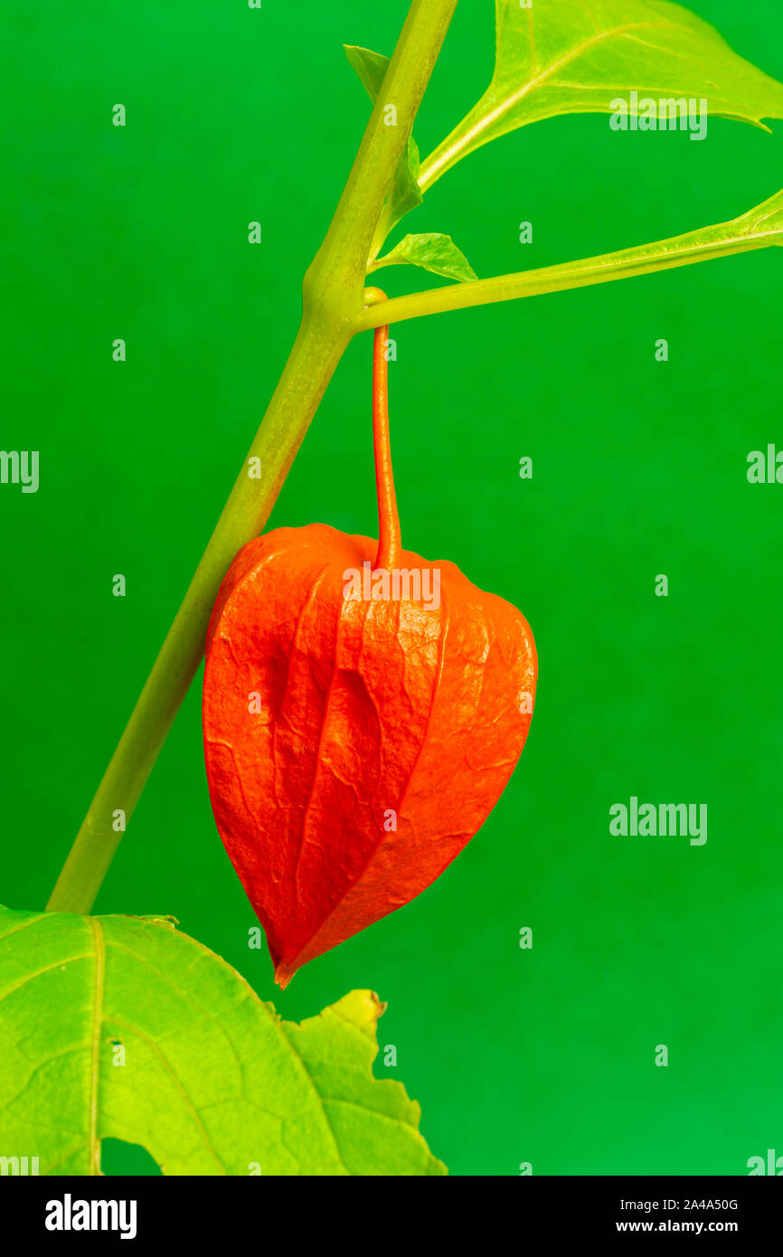 Chinese Lantern Flower Stock Photo - Alamy