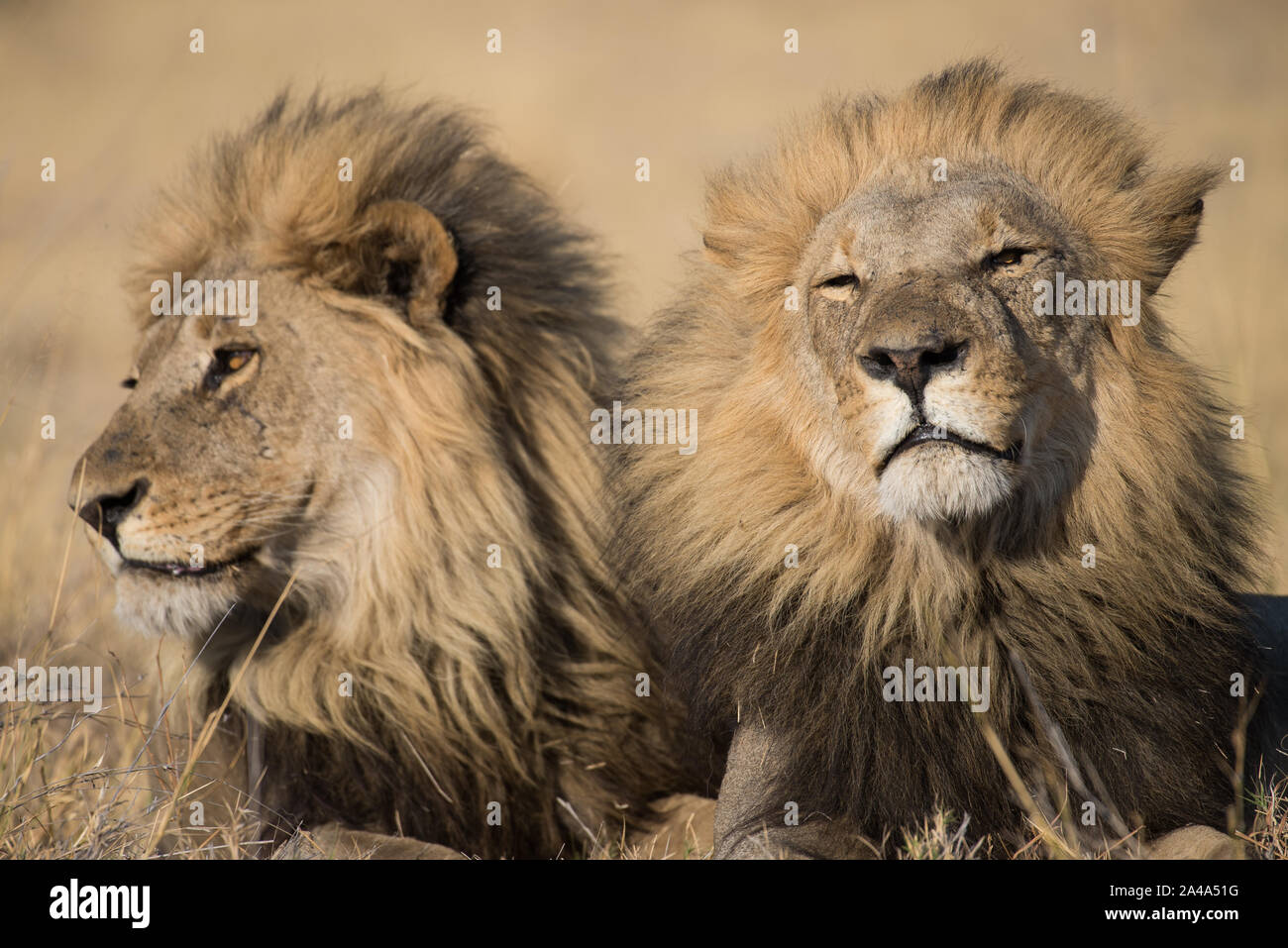 Male lions together hi-res stock photography and images - Alamy