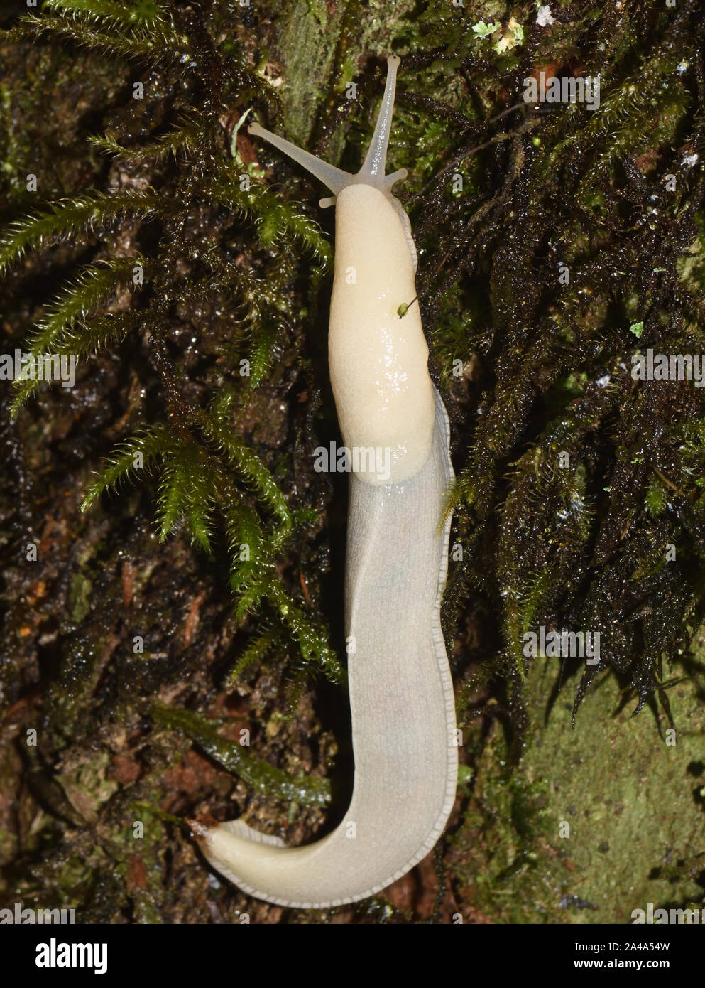 Banana slug on forest floor hi-res stock photography and images - Alamy