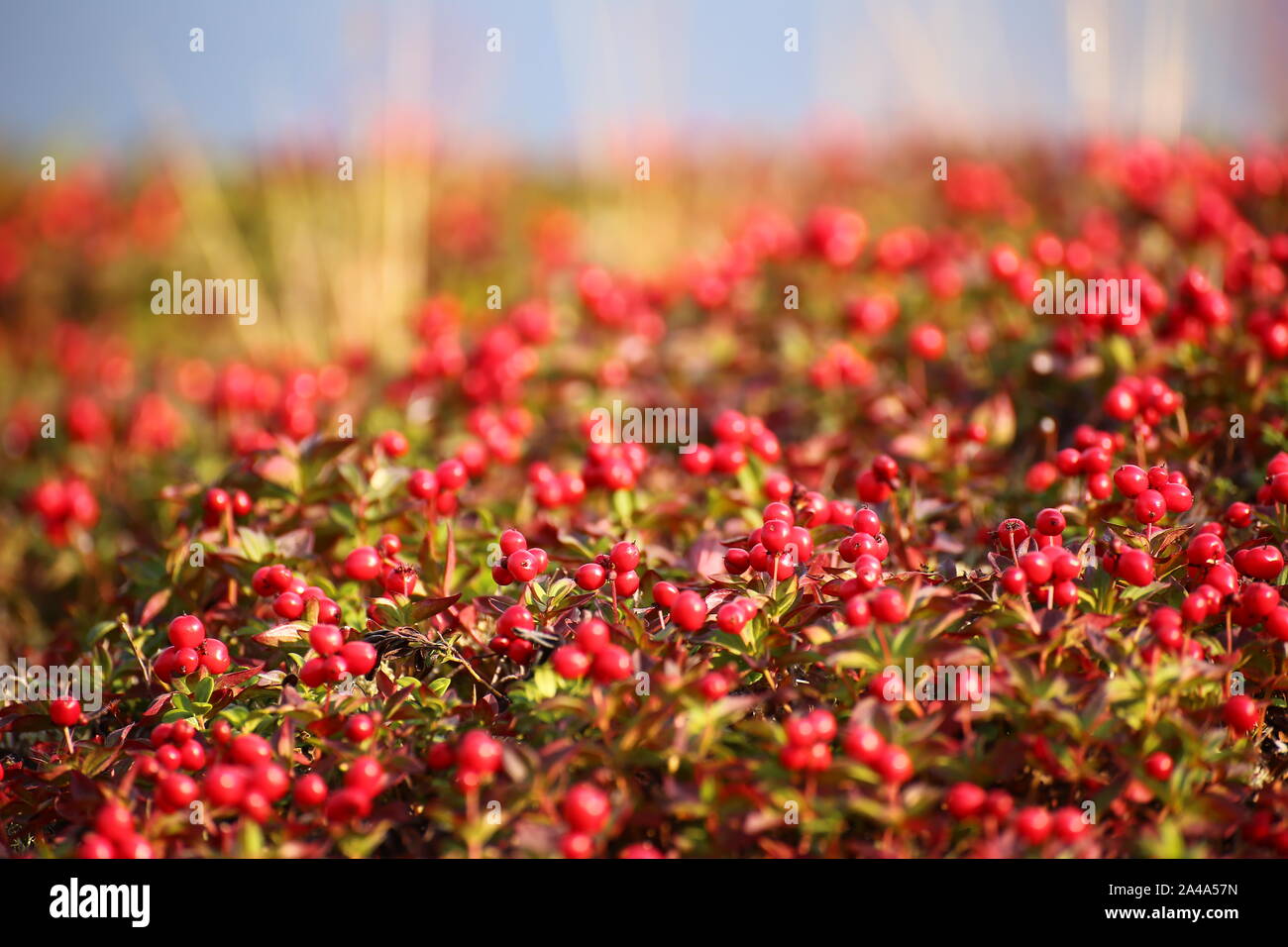 Beautiful red cushion of dwarf cornel (Cornus suecica Stock Photo - Alamy