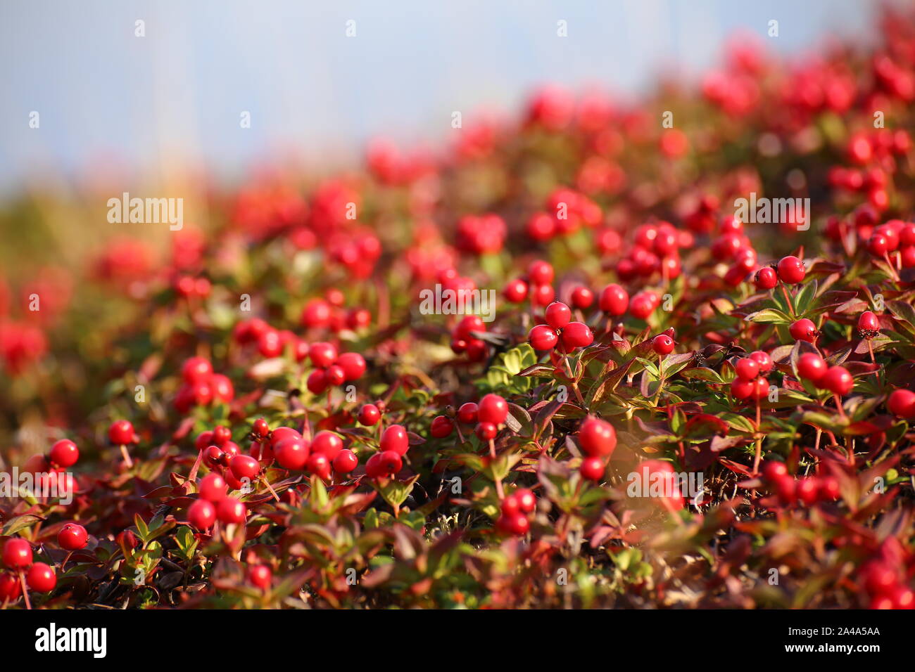 Dogwood cornus suecica hi-res stock photography and images - Alamy