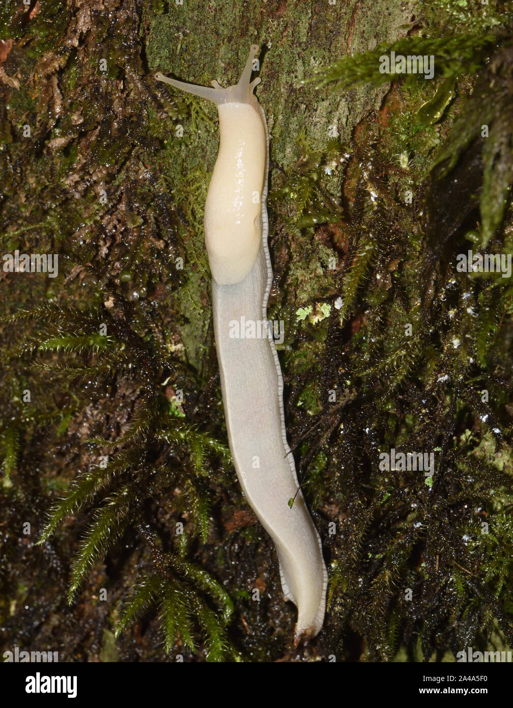 A very pale yellow Pacific banana slug (Ariolimax columbianus) climbs a ...