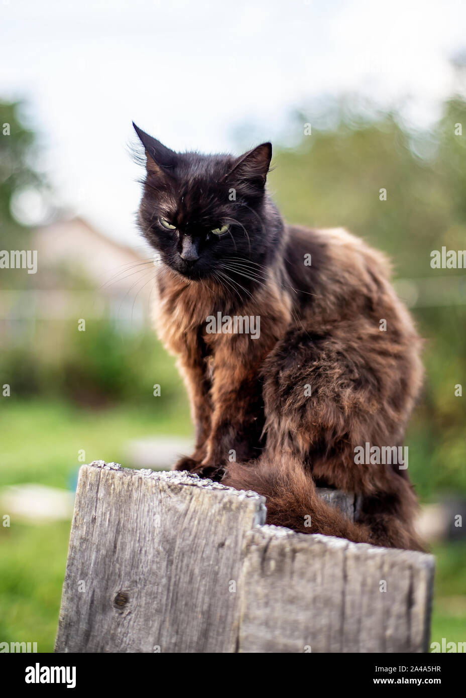 Vintage faded blurred nature background hi-res stock photography and ...