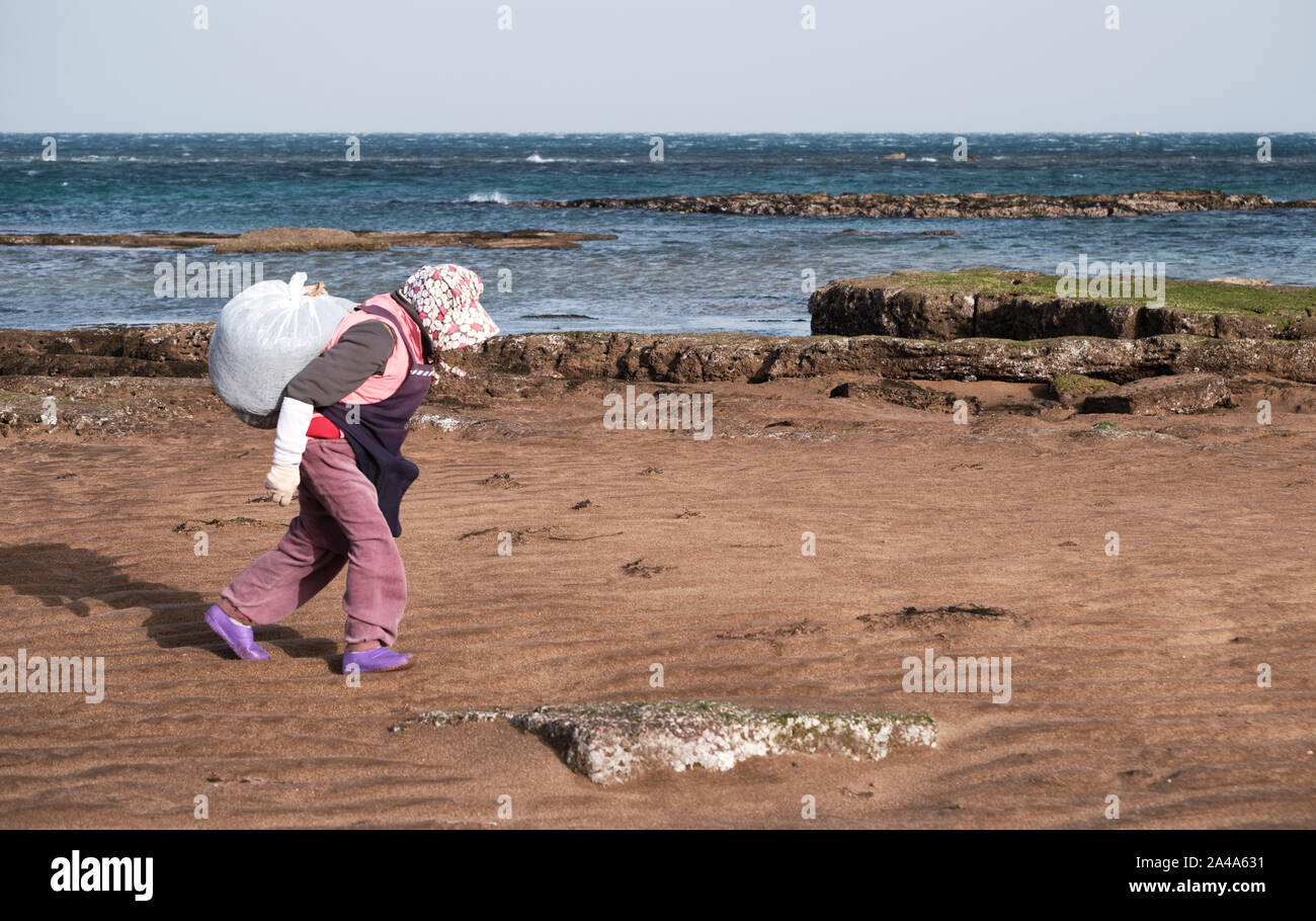 Jeju older lady walking on the seashore carrying bag of seaweed she ...
