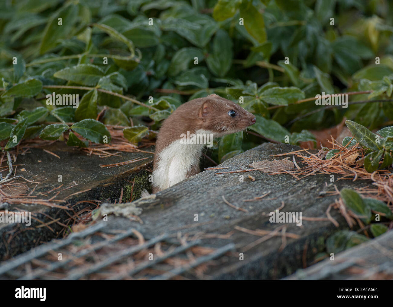 Stoat (Mustela erminea), coming up through a small footbridge, in a ...