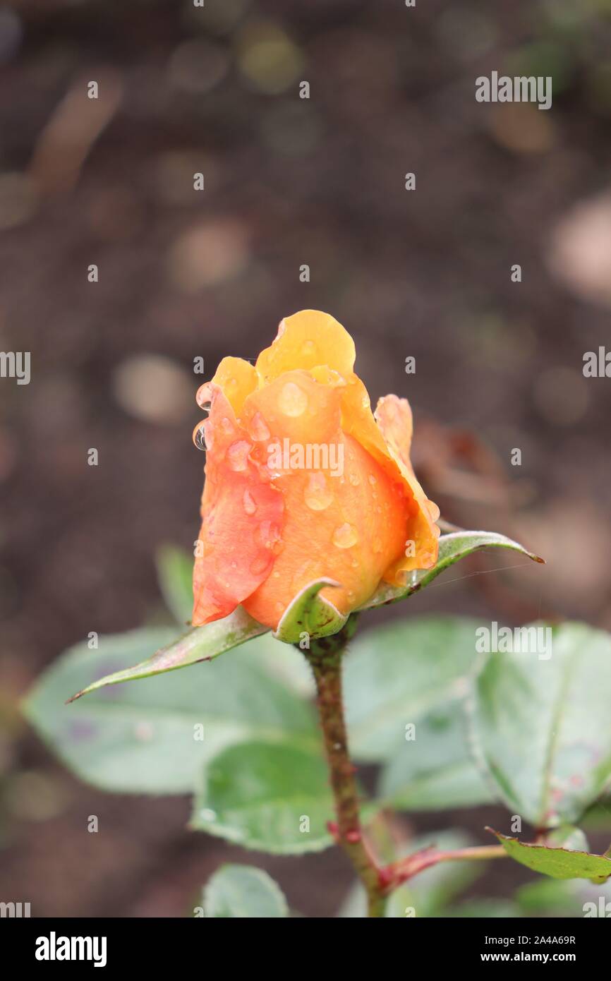 Crying rose hi-res stock photography and images - Alamy