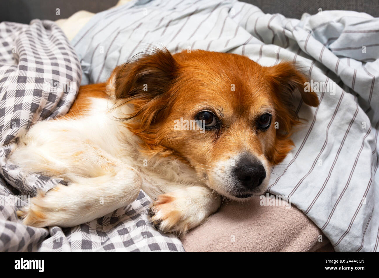 You lying under covers hi-res stock photography and images - Alamy