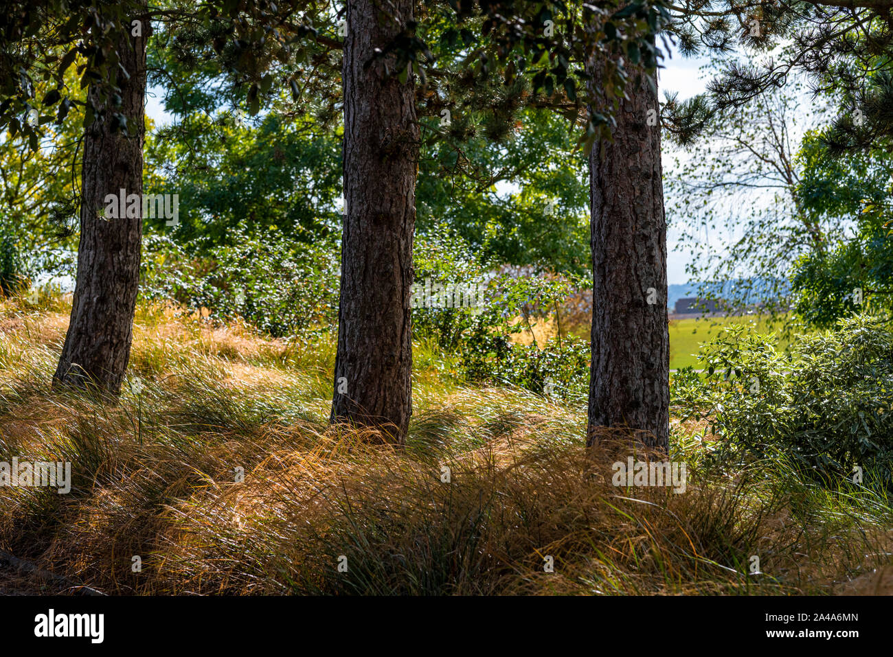 Woodland edge, with pine trees and golden brown grasses in early autumn ...