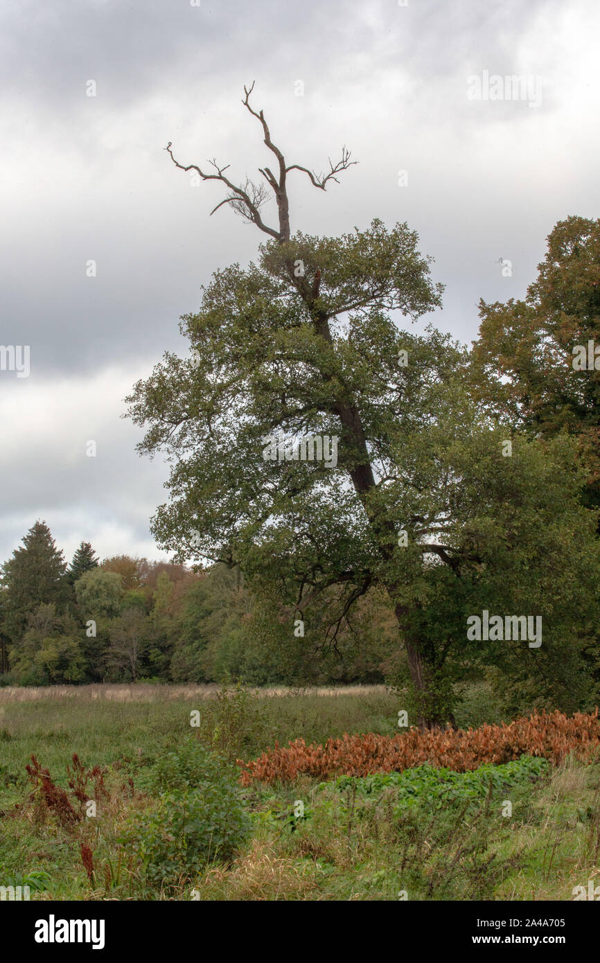 Gurre castle hi-res stock photography and images - Alamy