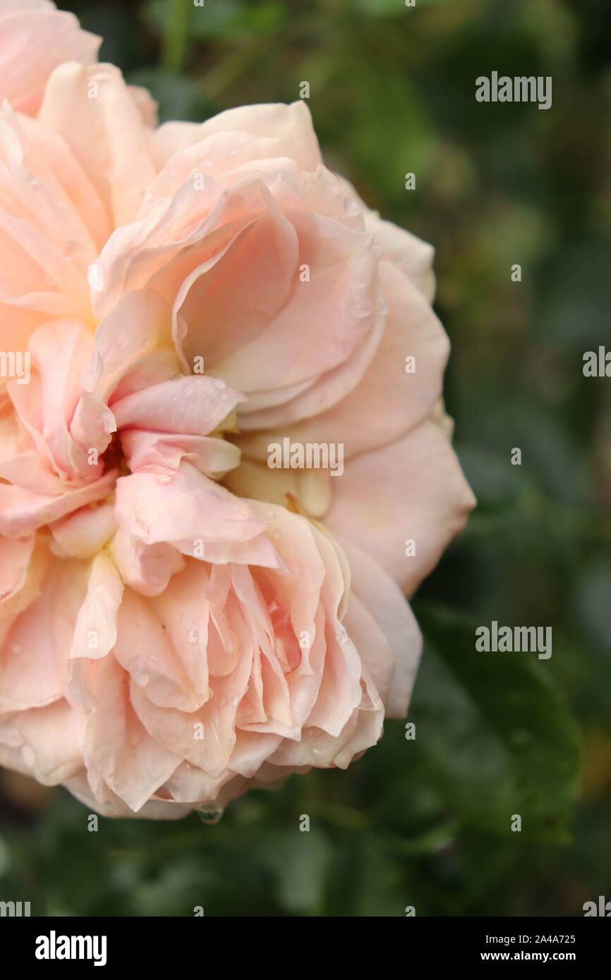 Rosesafterrain hi-res stock photography and images - Alamy