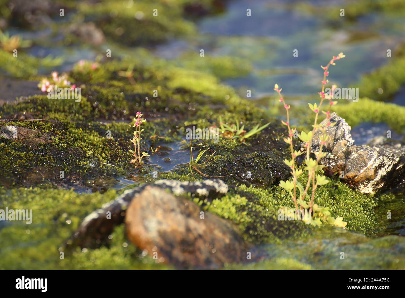 Drooping bud hi-res stock photography and images - Alamy
