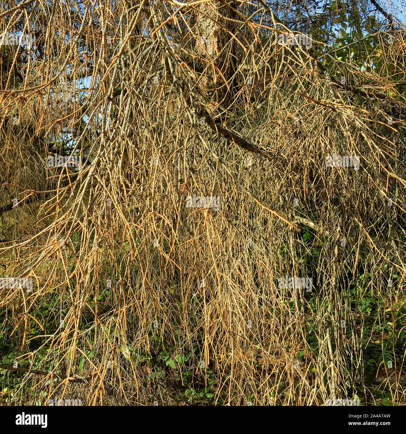 Phytophthora, a staggering disease of the softwoods, Lyon, France Stock ...