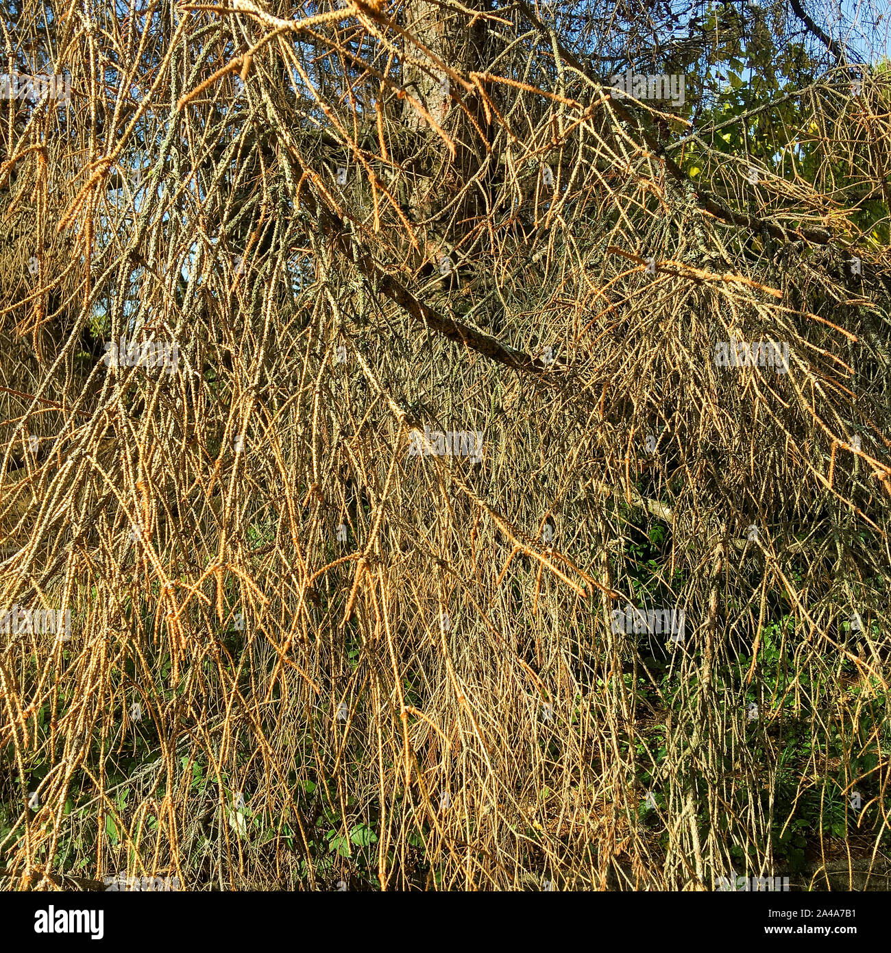 Phytophthora, a staggering disease of the softwoods, Lyon, France Stock ...