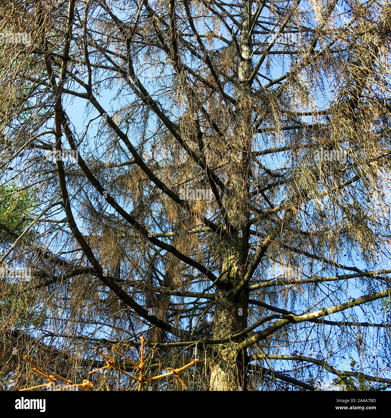Phytophthora, a staggering disease of the softwoods, Lyon, France Stock ...