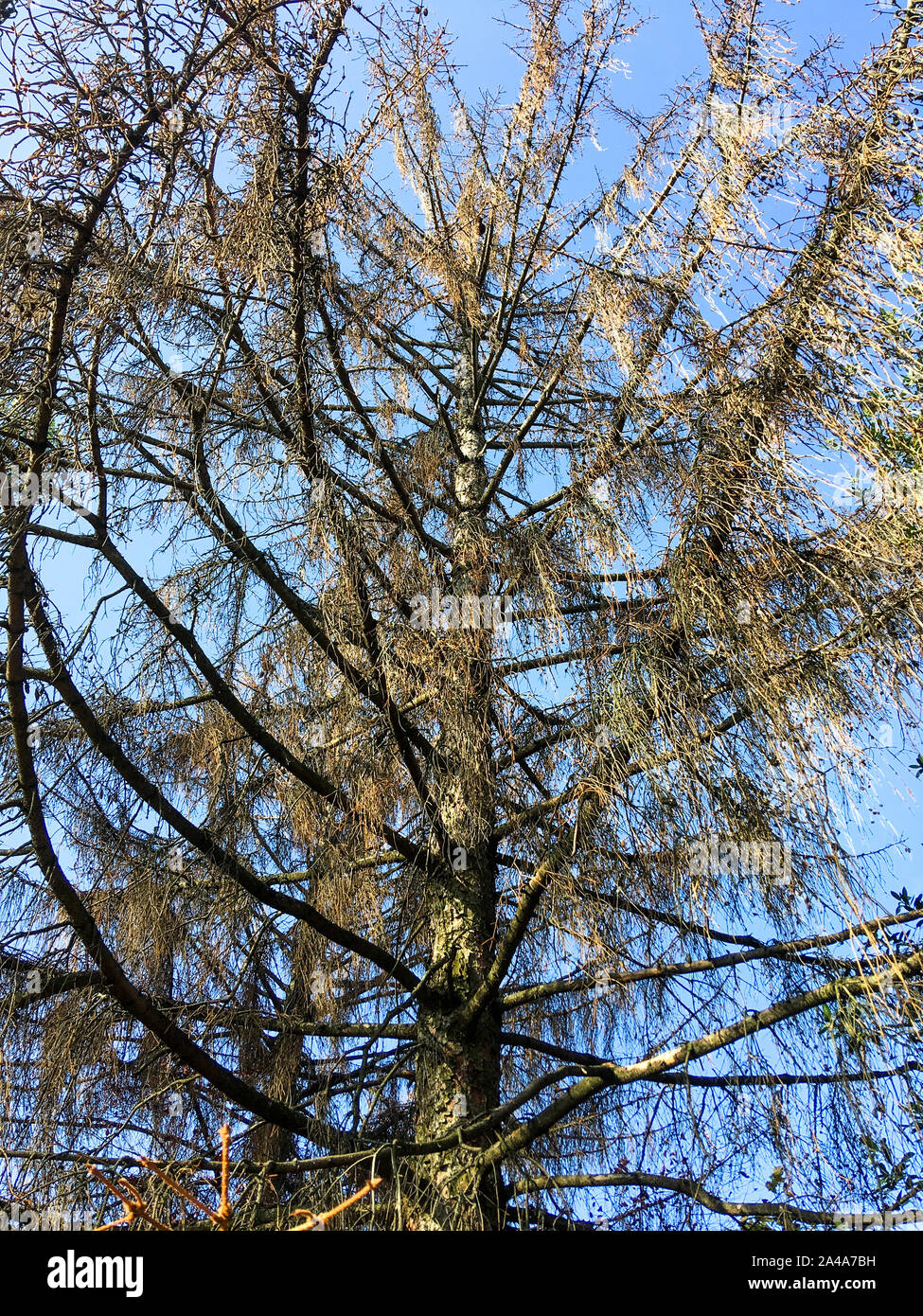 Phytophthora, a staggering disease of the softwoods, Lyon, France Stock ...