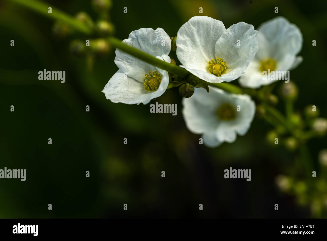 Low key light hi-res stock photography and images - Alamy