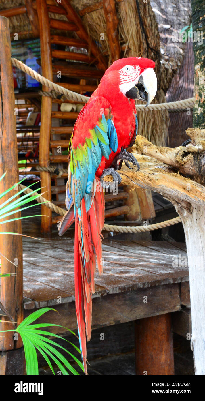 Colorful parrot in a bird sanctuary located in Mexico Stock Photo - Alamy