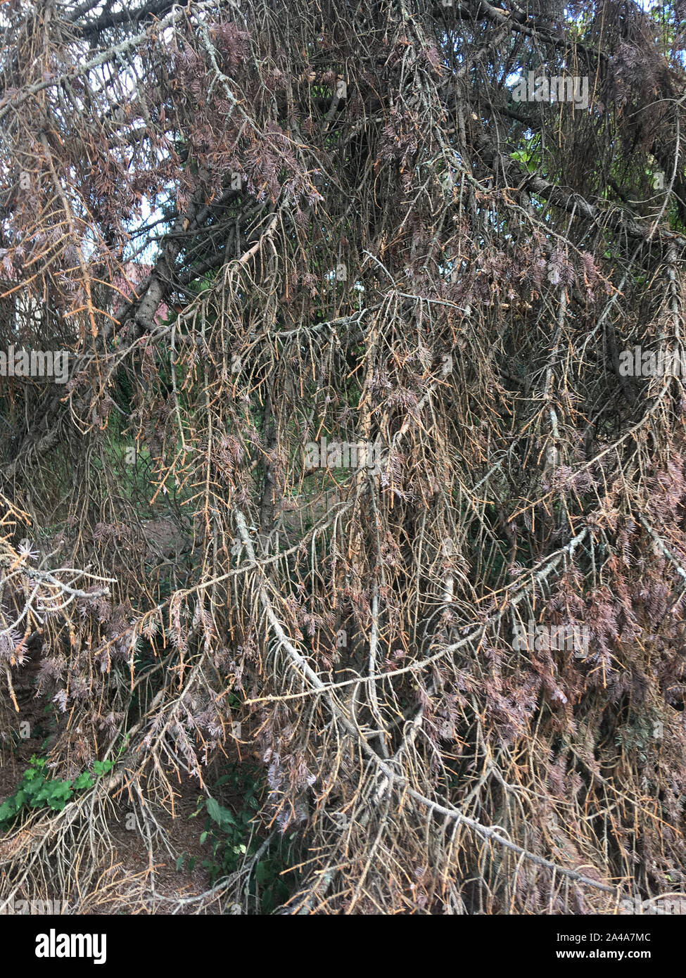 Phytophthora, a staggering disease of the softwoods, Lyon, France Stock ...