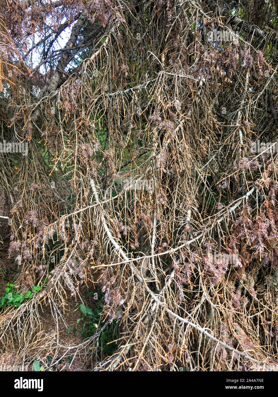 Phytophthora, a staggering disease of the softwoods, Lyon, France Stock ...