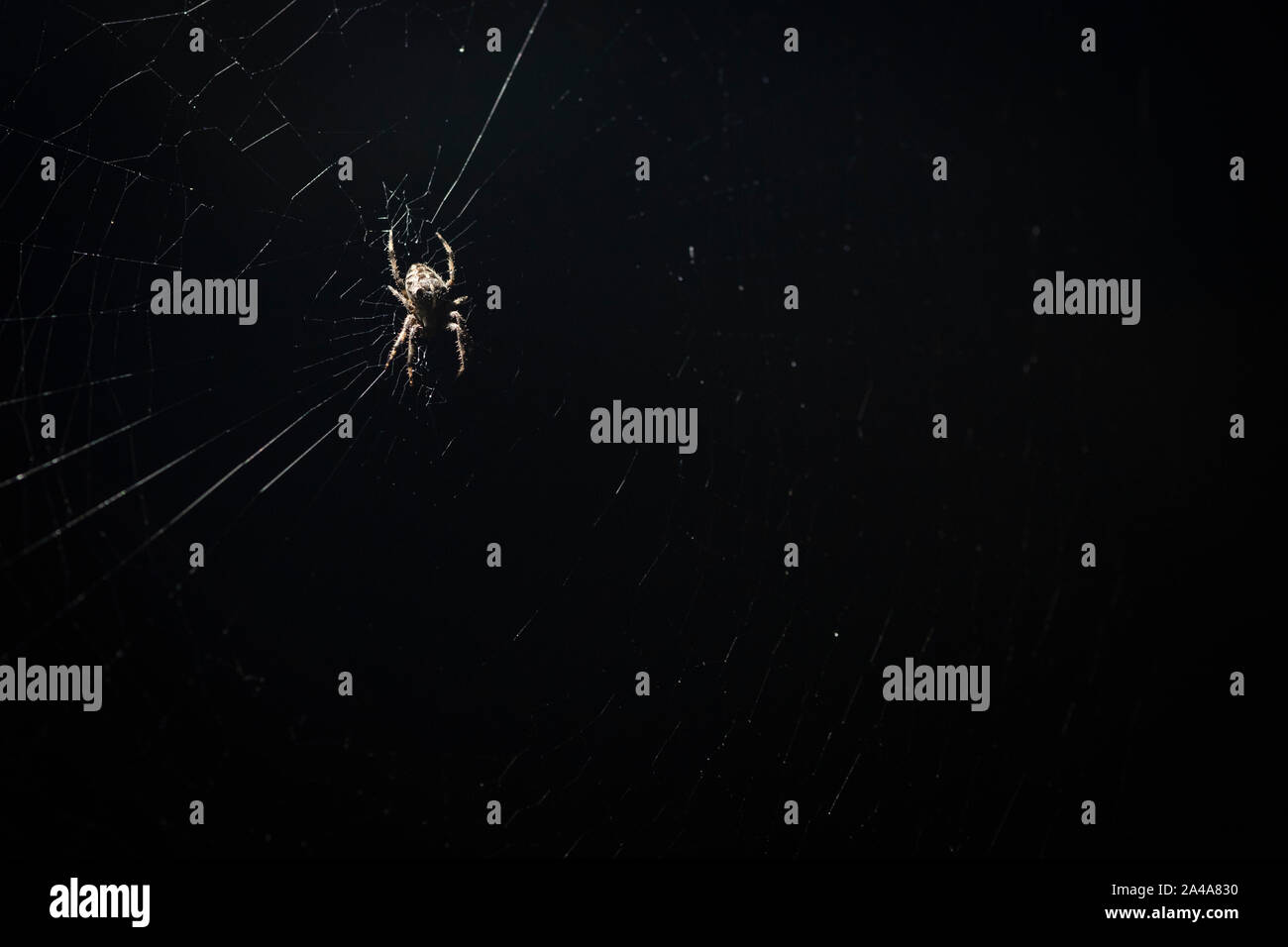 Garden spider in web at night Stock Photo - Alamy