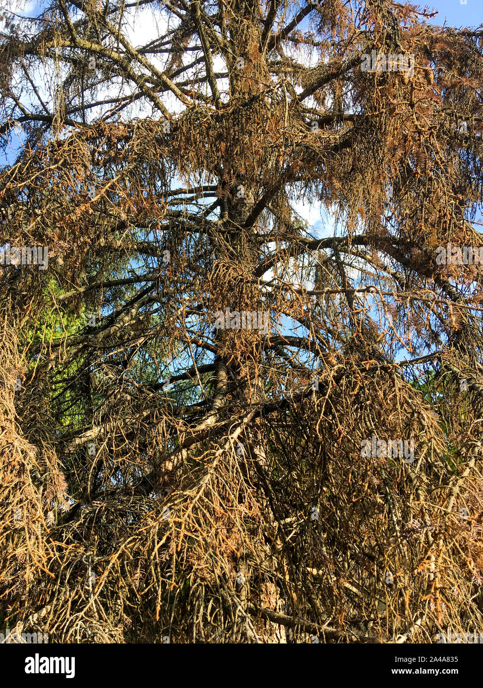 Phytophthora, a staggering disease of the softwoods, Lyon, France Stock ...