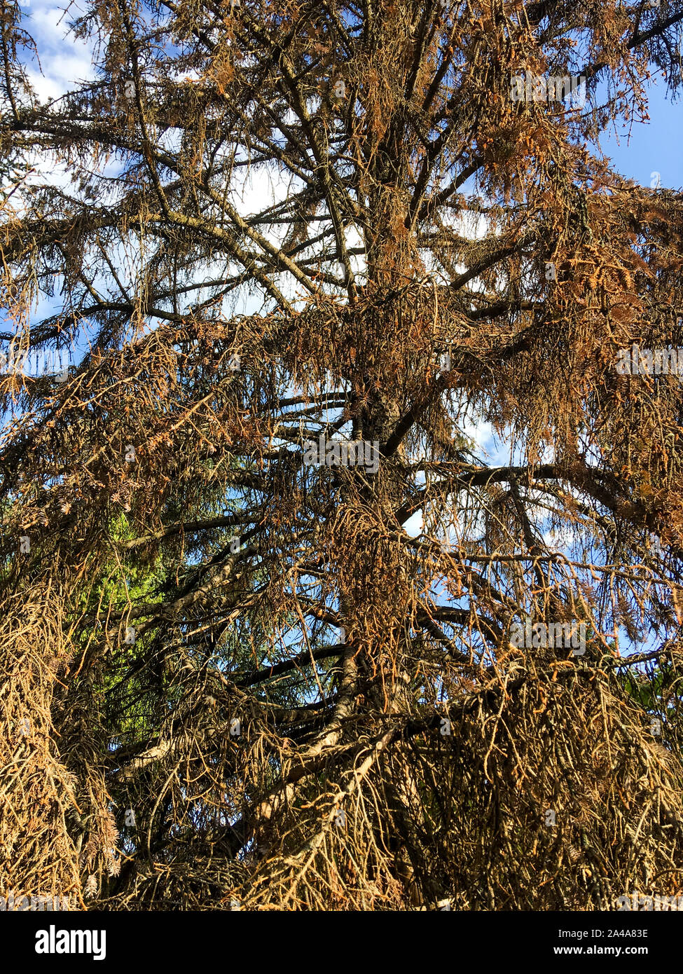 Phytophthora, a staggering disease of the softwoods, Lyon, France Stock ...