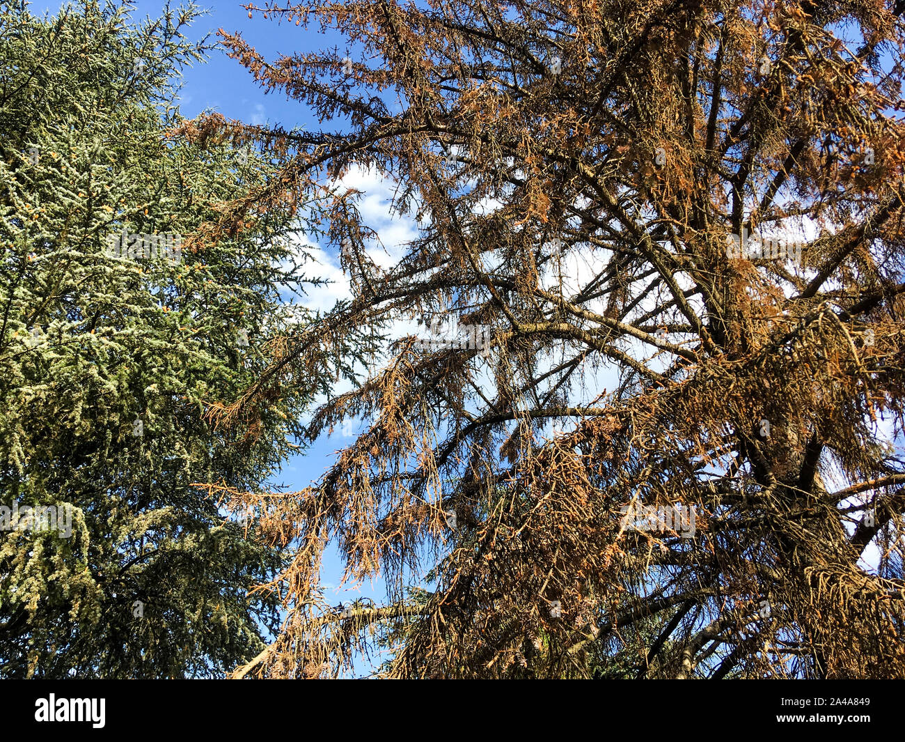 Phytophthora, a staggering disease of the softwoods, Lyon, France Stock ...