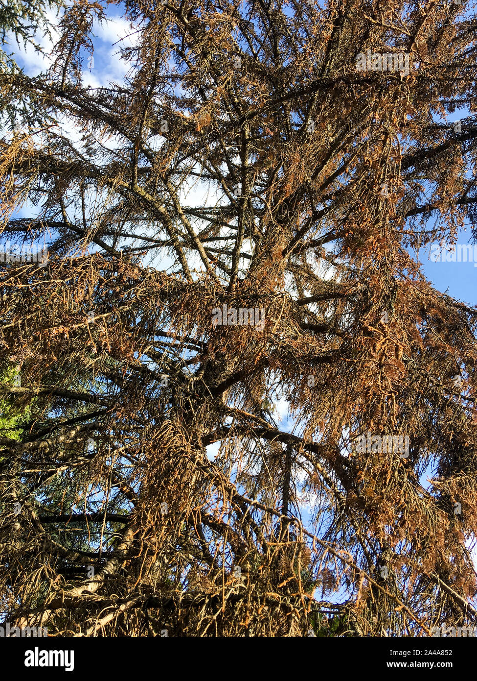 Phytophthora, a staggering disease of the softwoods, Lyon, France Stock ...