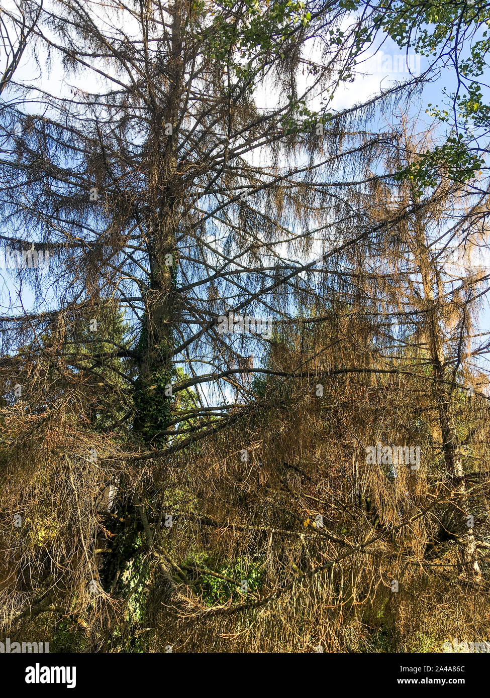 Phytophthora, a staggering disease of the softwoods, Lyon, France Stock ...